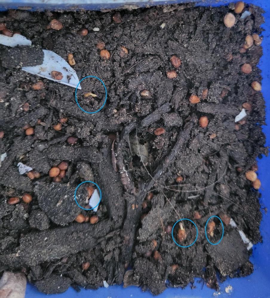 Photo of the seedling or young plant of Double Chestnut Rose (Rosa ...