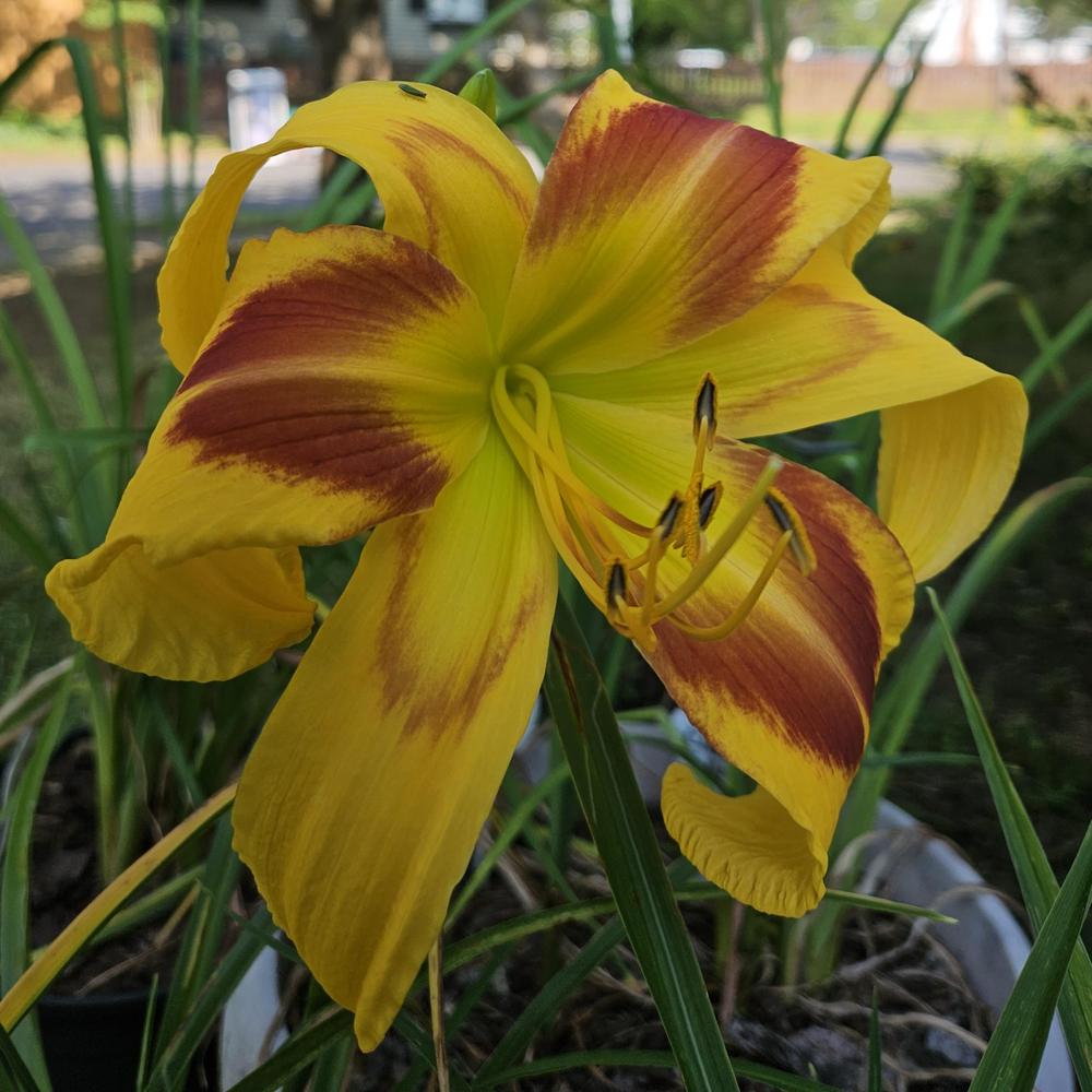 Photo of the bloom of Daylily (Hemerocallis 'Cosmo Queen') posted by ...