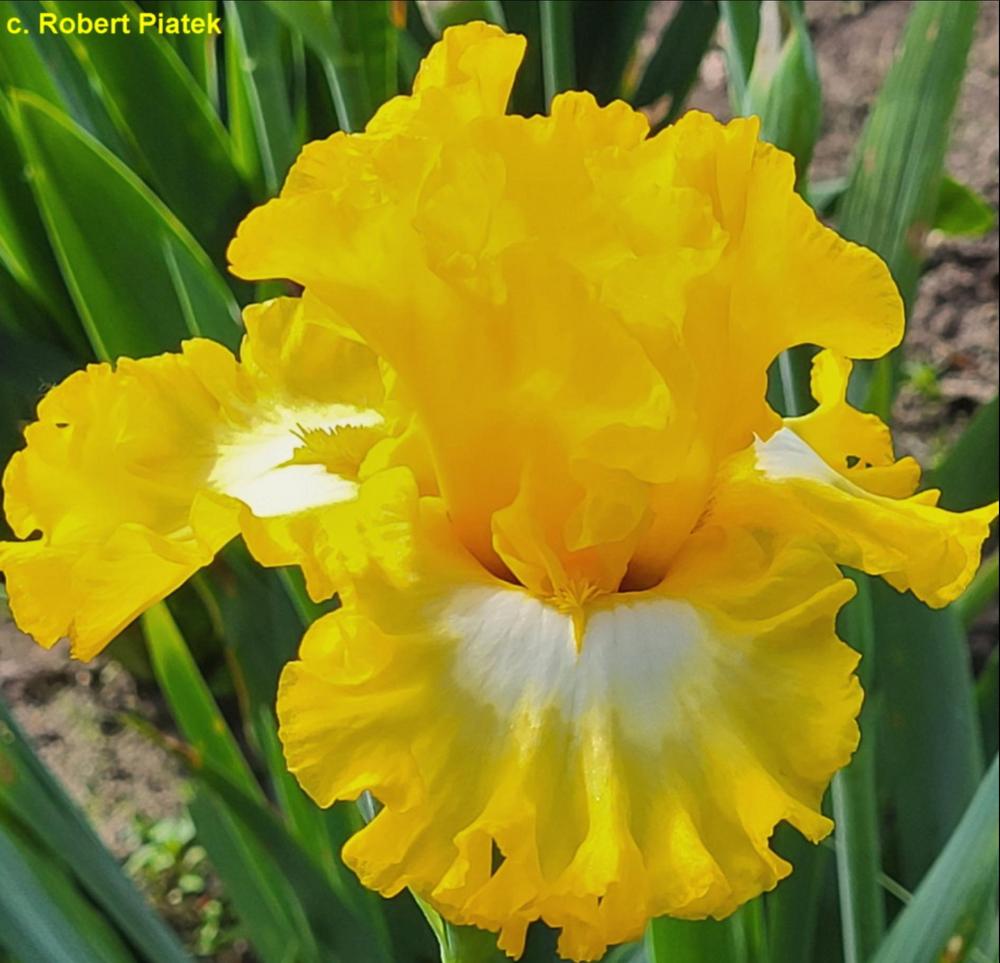 Tall Bearded Iris (Iris 'Sun of Jamaica') in the Irises Database ...