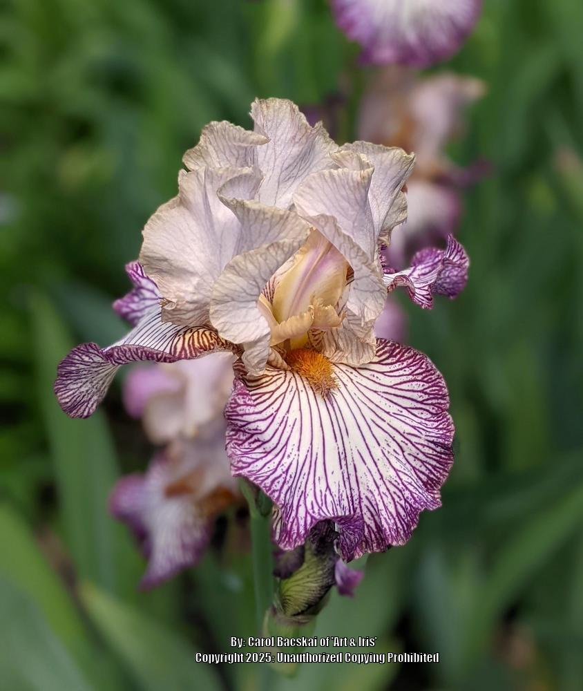 Photo of the bloom of Tall Bearded Iris (Iris 'Piccadilly Circus') posted by Artsee1 - Garden.org