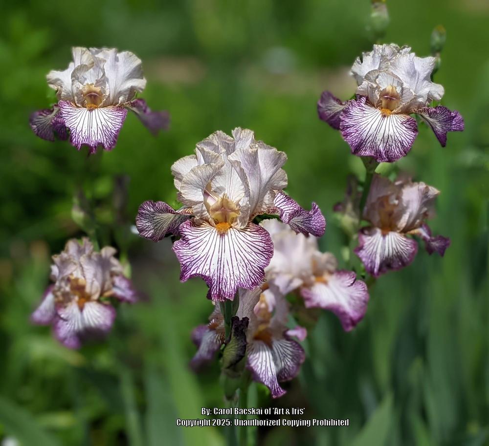Photo of the bloom of Tall Bearded Iris (Iris 'Piccadilly Circus') posted by Artsee1 - Garden.org