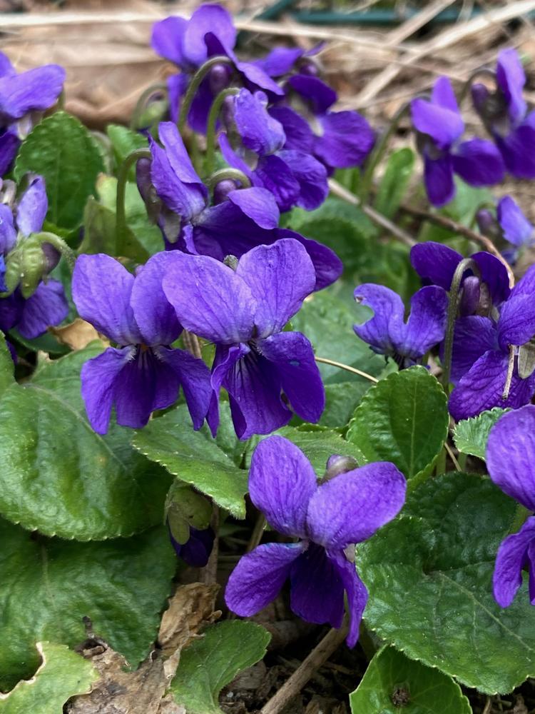 Photo of the bloom of Early Dog Violet (Viola reichenbachiana) posted ...