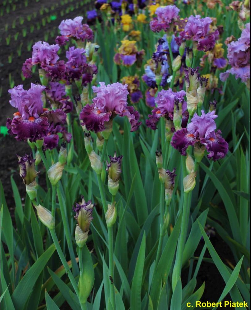 Photo of the entire plant of Tall Bearded Iris (Iris 'Buffalo Cheero') posted by Trudygc ...