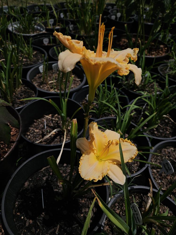 Photo of the entire plant of Daylily (Hemerocallis 'Call Me Sugah') posted by MrKGDickie ...