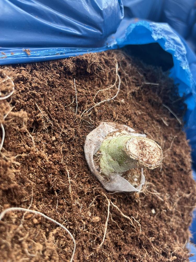 Identify plant based on stem in the Ask a Question forum - Garden.org