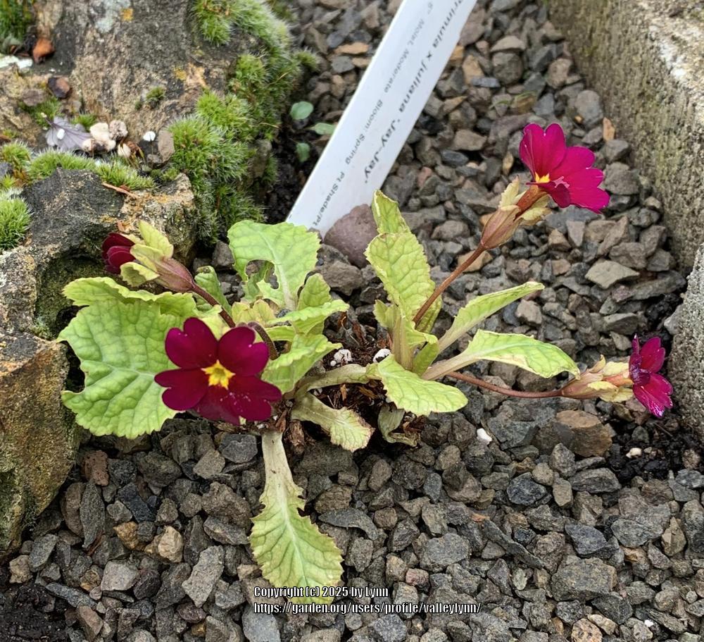Photo of the seedling or young plant of Primrose (Primula 'Jay Jay ...