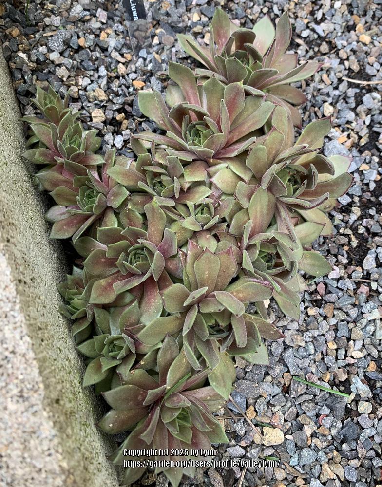 Hen and chicks (Sempervivum 'Lady Liuwa') in the Sempervivum Database ...