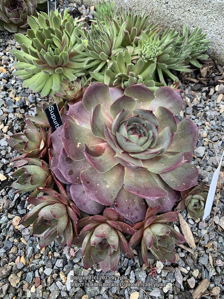 Photo of the entire plant of Hen and Chicks (Sempervivum 'Supurb Blue ...