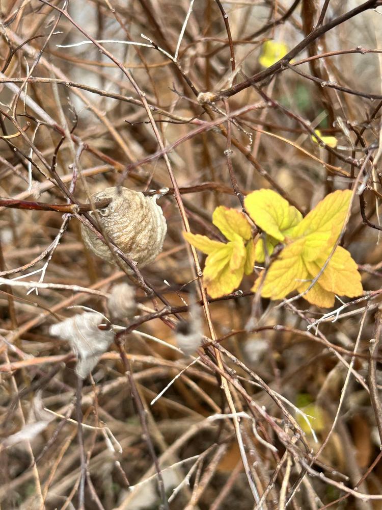 Cocoon Identification, please in the Ask a Question forum - Garden.org