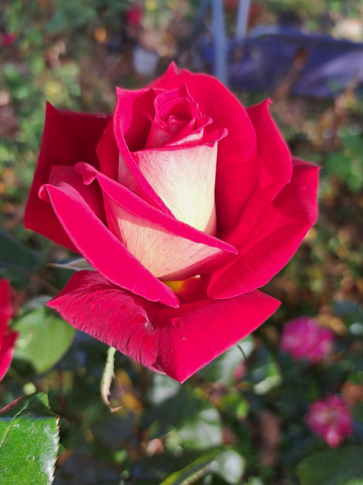 Rose (Rosa 'Bicolette') in the Roses Database - Garden.org