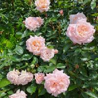 Photo of the bloom of Climbing Hybrid Tea Rose (Rosa 'Compassion ...