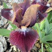 Photo of the bloom of Standard Dwarf Bearded Iris (Iris 'Vanilla Plum') posted by allisonhudso ...