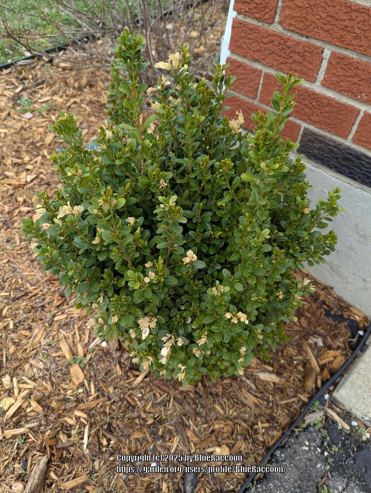 What's Wrong with My Boxwood? Winter damage? in the Trees and Shrubs ...