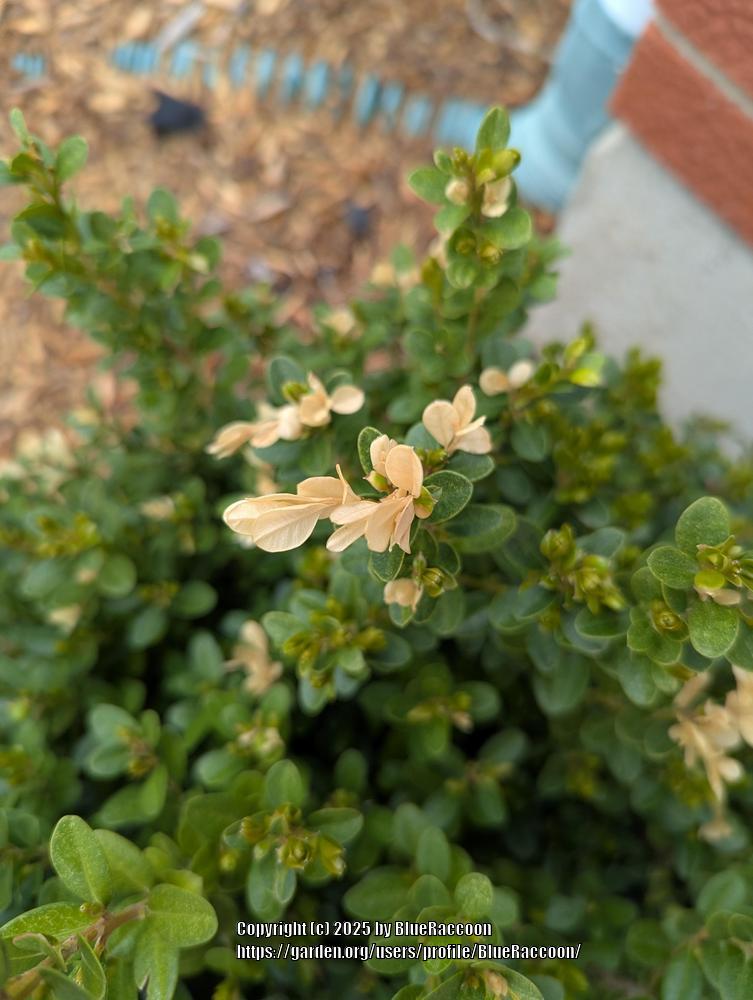What's Wrong with My Boxwood? Winter damage? in the Trees and Shrubs ...