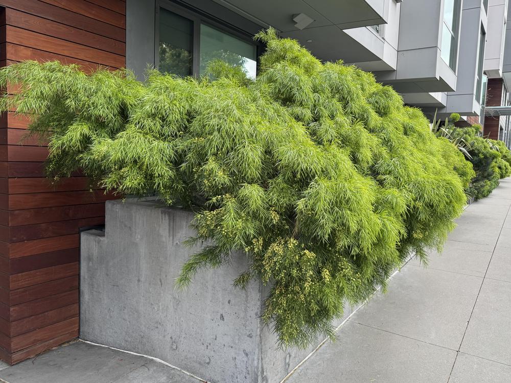 Little River Wattle (Acacia cognata Cousin Itt) - Garden.org