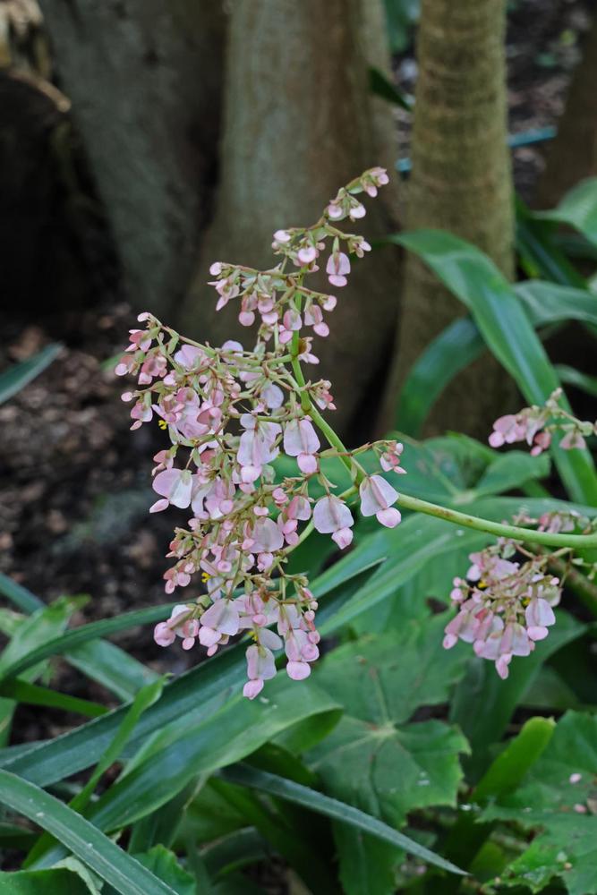 Photo of the bloom of Star Begonia (Begonia heracleifolia) posted by ...