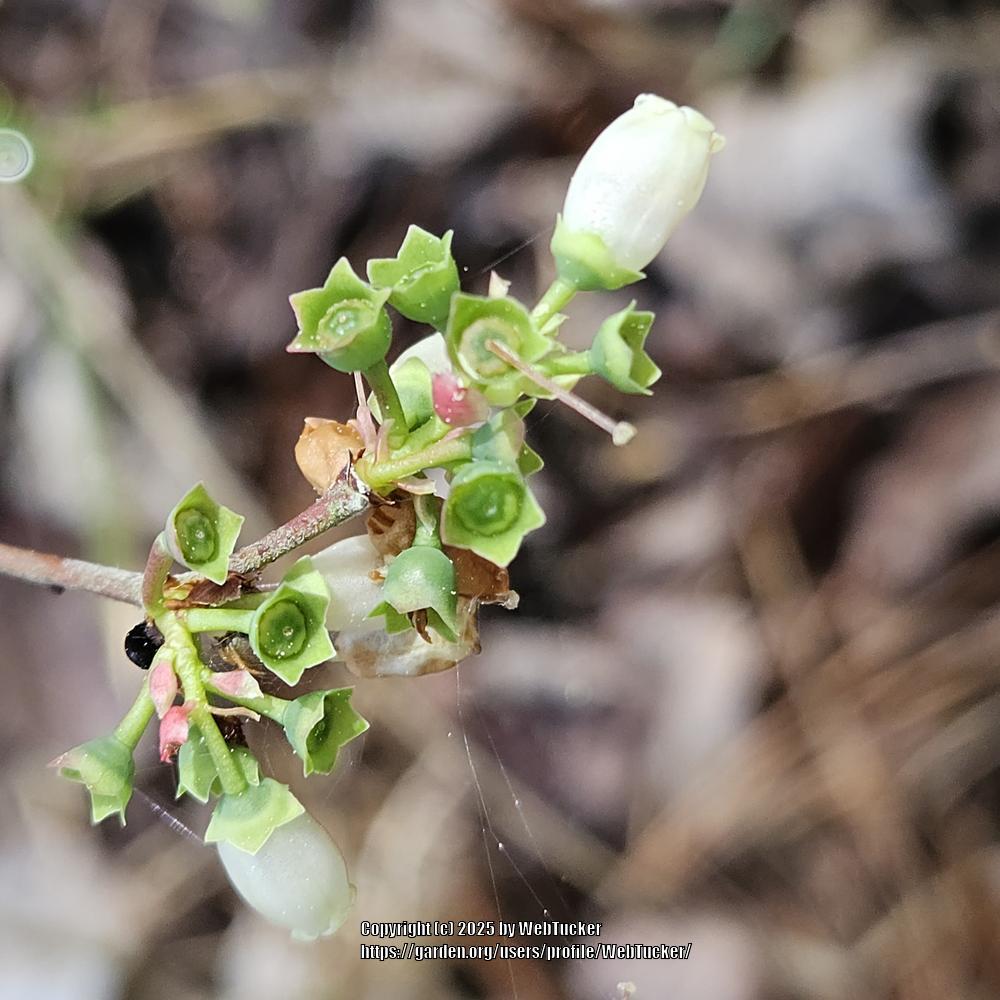 Photo of the bloom of Blue Ridge Blueberry (Vaccinium pallidum) posted ...