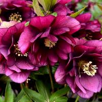 Photo of the bloom of Lenten Rose (Helleborus Wedding Party™ True Love ...