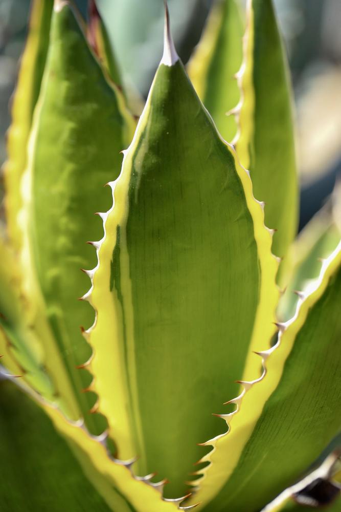 Photo of the leaves of Center Stripe Agave (Agave lophantha ...