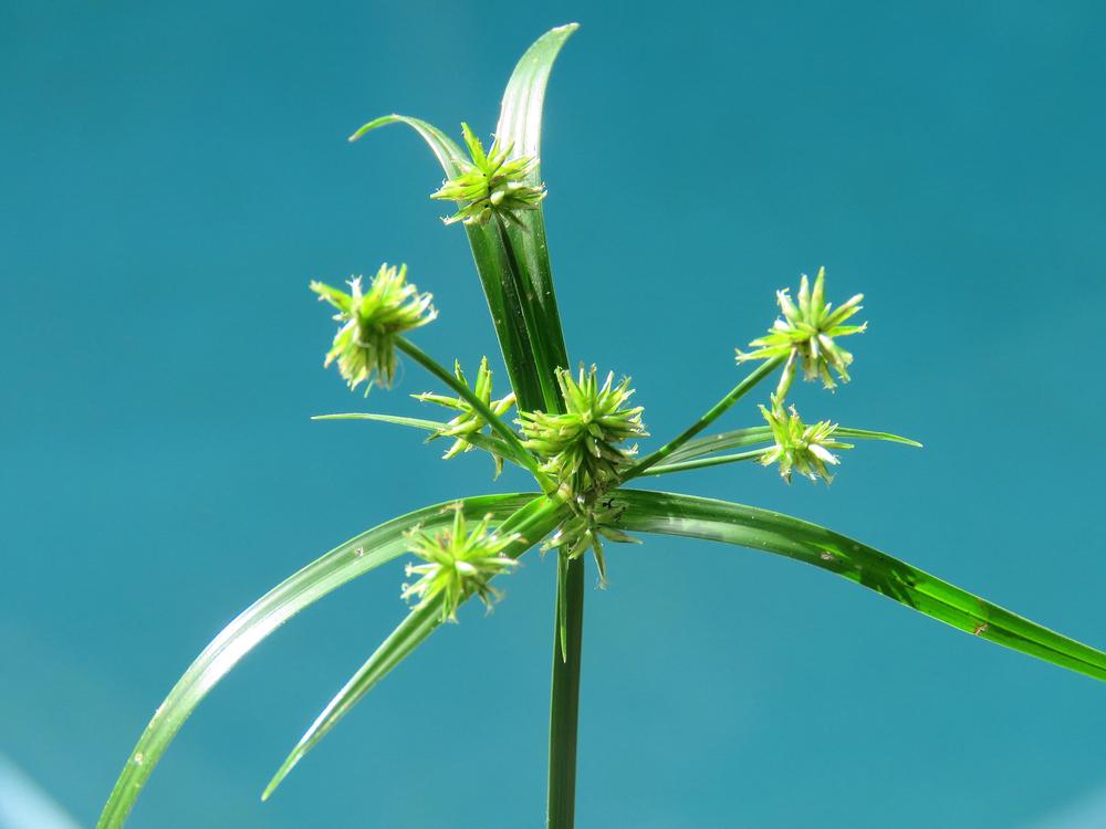 Globe Sedge (Cyperus croceus) - Garden.org