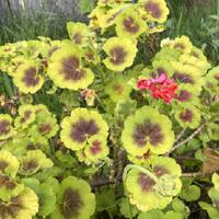 Photo of the entire plant of Zonal Geranium (Pelargonium x hortorum ...