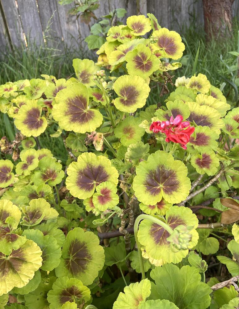 Zonal Geranium (Pelargonium x hortorum 'Occold Shield') in the ...