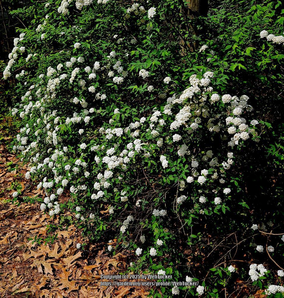 Photo of the entire plant of Reeves Spiraea (Spiraea cantoniensis ...