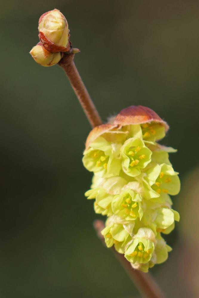 Photo of the bloom of Chinese Winter Hazel (Corylopsis sinensis) posted ...
