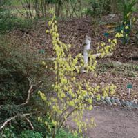 Photo of the entire plant of Chinese Winter Hazel (Corylopsis sinensis ...