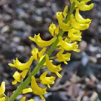 Photo of the bloom of Ferny Corydalis (Corydalis cheilanthifolia ...