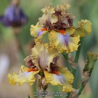 Photo of the bloom of Tall Bearded Iris (Iris 'Colour Dance') posted by ...