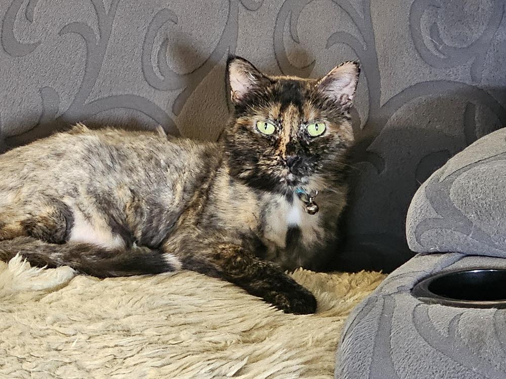 Pet Love 2025 in the Sandbox forum - Garden.org