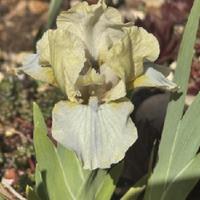 Photo of the bloom of Miniature Dwarf Bearded Iris (Iris 'Hey There ...