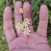Photo of the bloom of Crow Poison (Nothoscordum bivalve) posted by ...