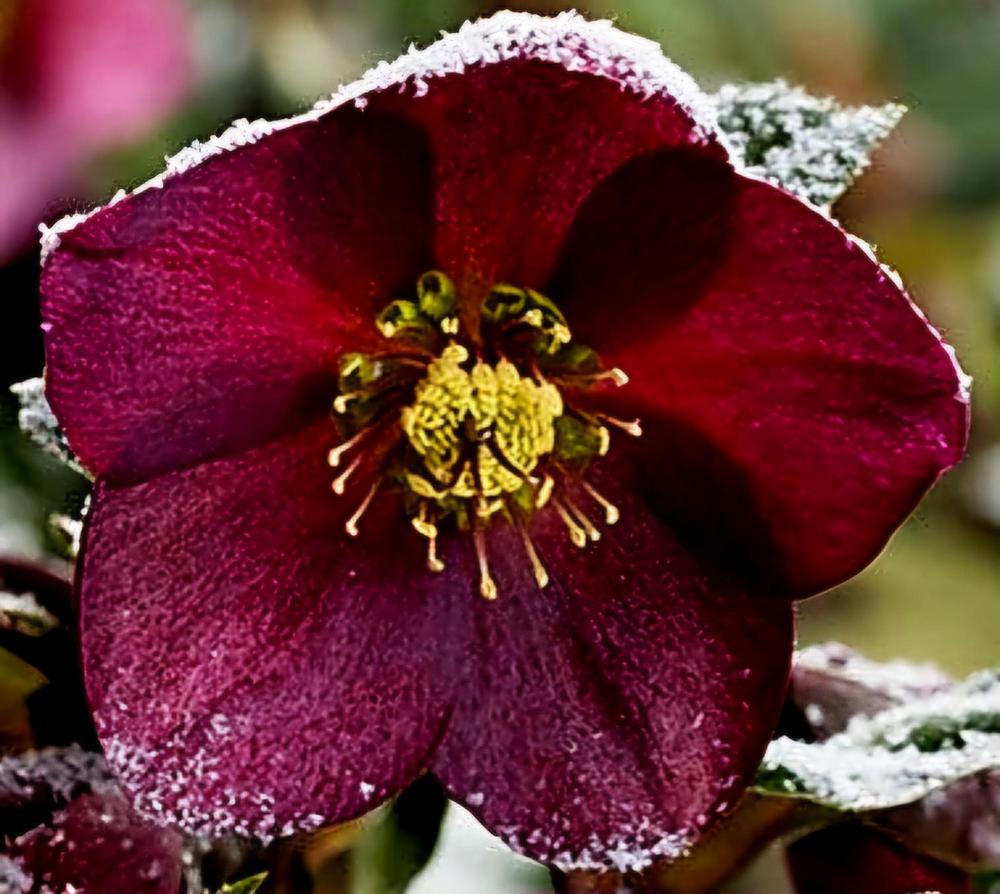 Hellebore (Helleborus Gold Collection® Ice Breaker Ruby) in the ...