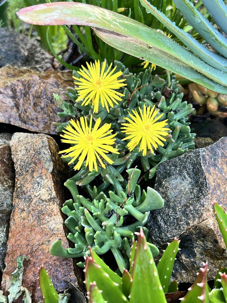Photo of the entire plant of Elkhorn Plant (Rhombophyllum dolabriforme ...
