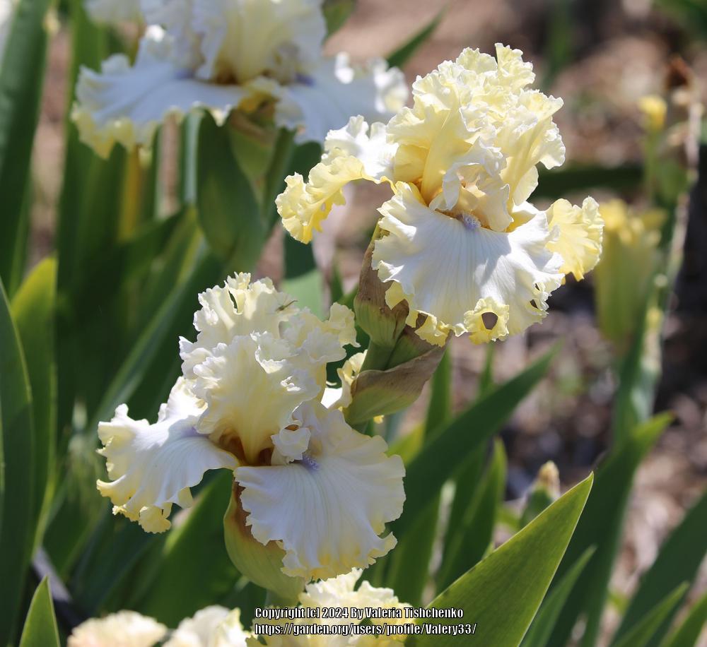 Tall Bearded Iris (Iris 'Absolute Truth') in the Irises Database ...