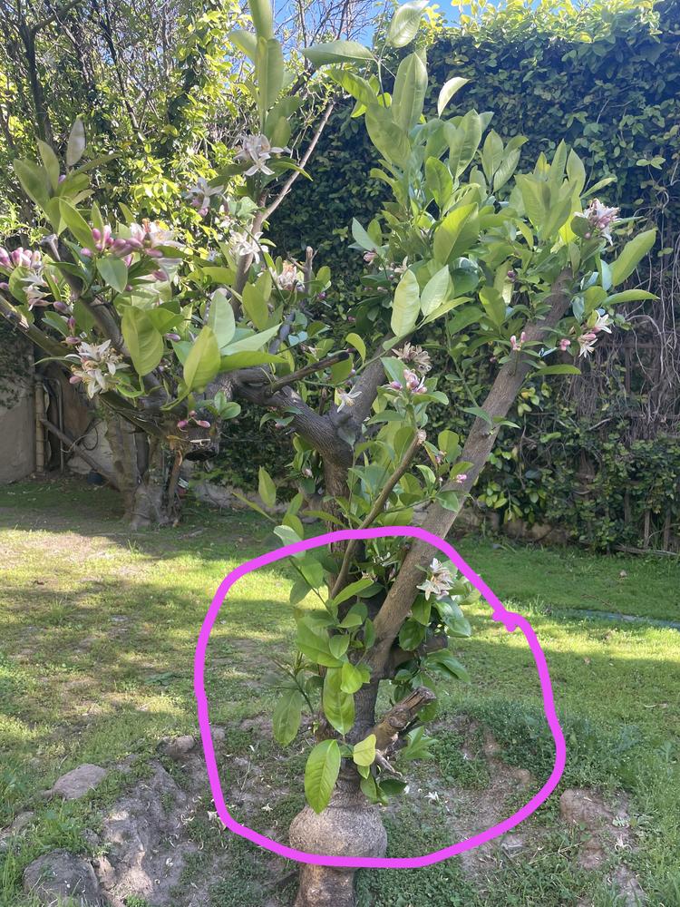 Are these rootstock suckers on my lemon tree, and should I trim them if ...