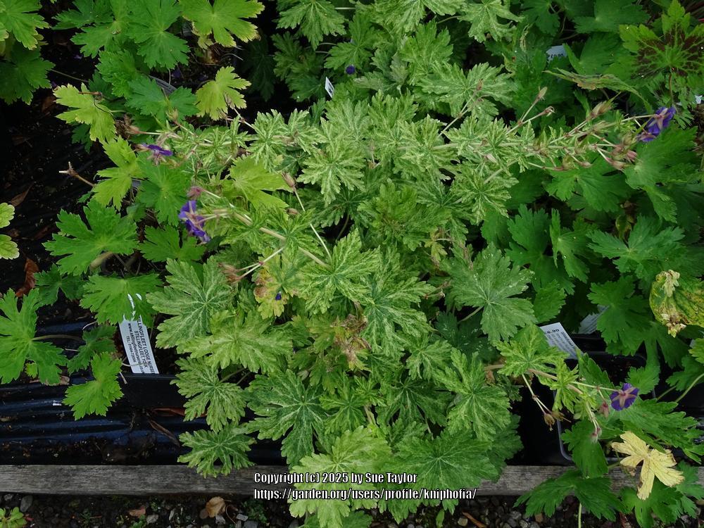 Photo of the entire plant of Dusky Cranesbill (Geranium phaeum ...