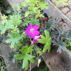 Photo of the fall color of Hardy Geranium (Geranium sanguineum 'Max ...