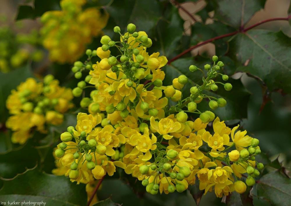 Photo of the bloom of Oregon Grape (Mahonia 'Skylark') posted by ...
