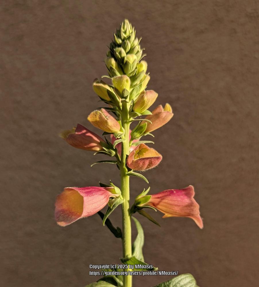 Foxglove (Digitalis Arctic Fox Rose) in the Foxgloves Database - Garden.org