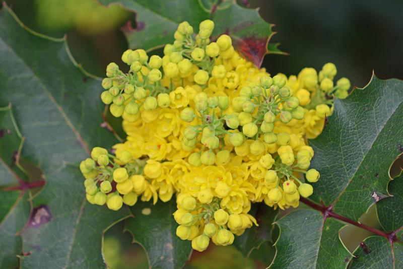 Creeping Mahonia (Mahonia repens) - Garden.org