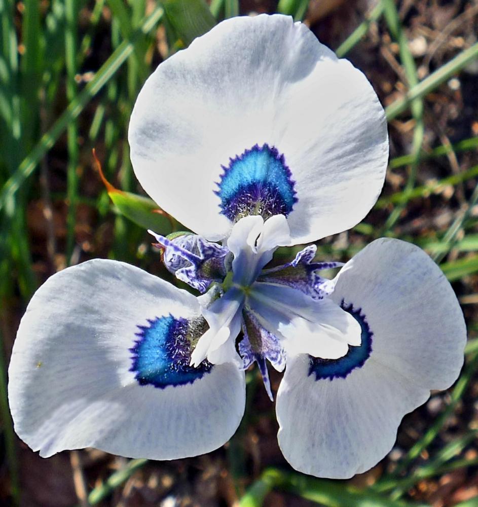 Photo of the bloom of Peacock Iris (Moraea aristata) posted by gwhizz ...