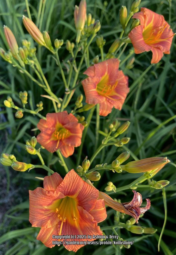 Daylily (Hemerocallis 'Hey Punkin'') in the Daylilies Database - Garden.org