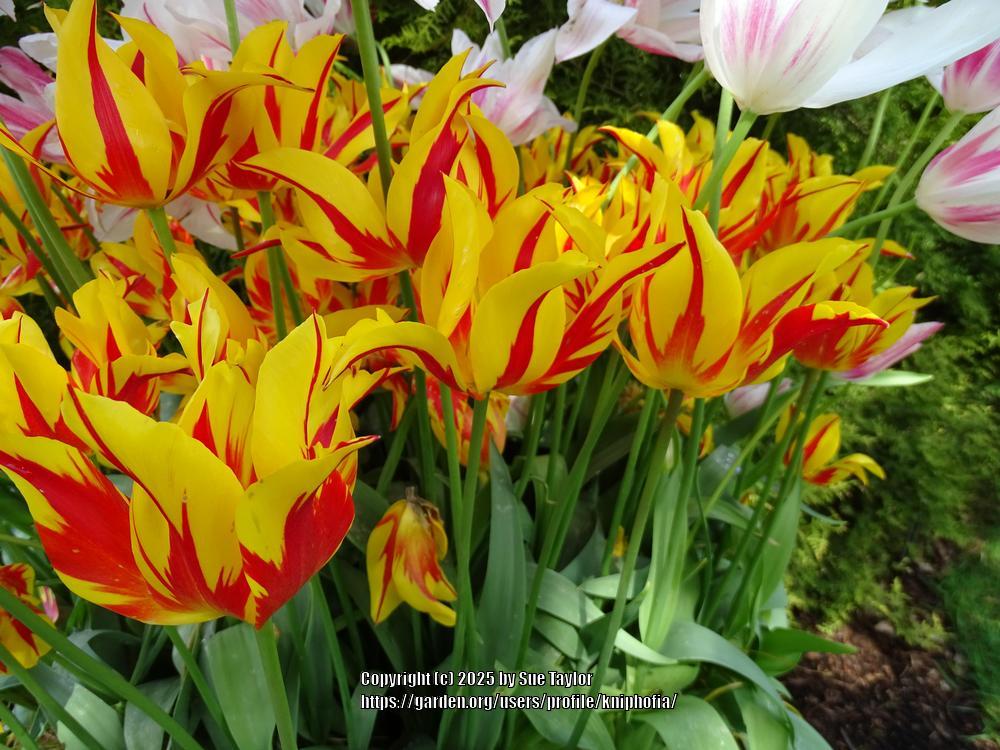 Tulip (Tulipa 'Firework') in the Tulips Database - Garden.org