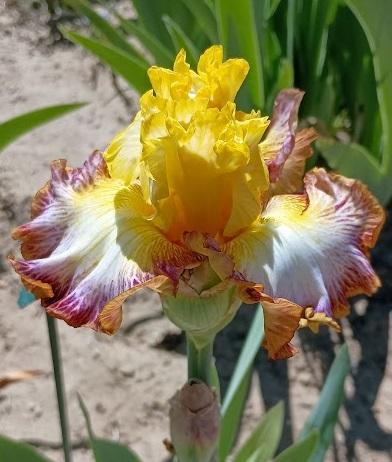 Tall Bearded Iris (Iris 'Sonic Burst') in the Irises Database - Garden.org