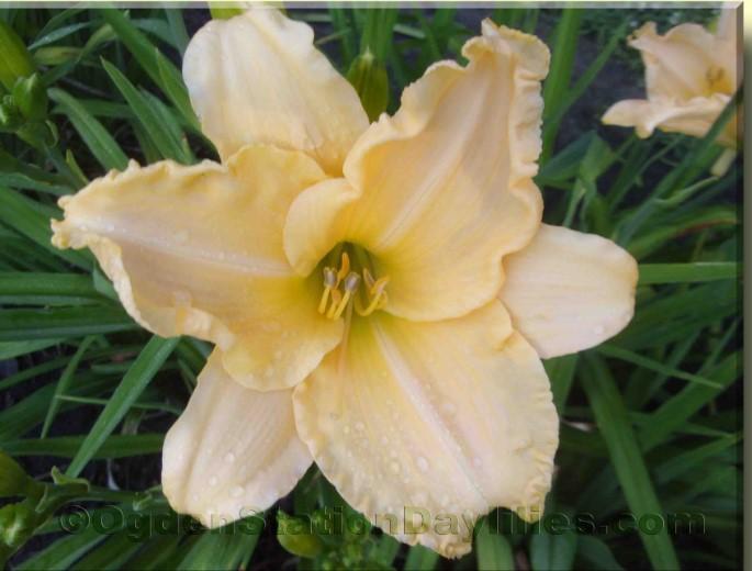 Daylily (Hemerocallis 'Princess Padmini') in the Daylilies Database ...