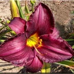 Daylily (Hemerocallis 'Raspberry Suede') in the Daylilies Database ...