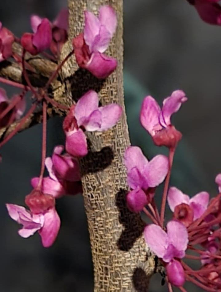 Photo of the bloom of Eastern Redbud (Cercis canadensis 'Ruby Falls') posted by Elfenqueen ...